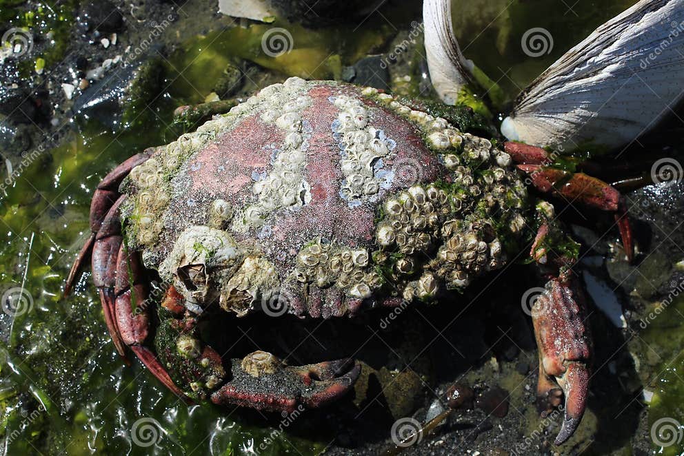 Barnacle Coated Crab Shell stock photo. Image of shell - 70621020