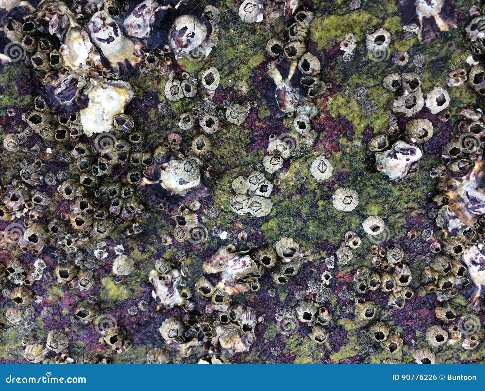 Barnacle Colony on the Trock Stock Photo - Image of animal, pattern ...