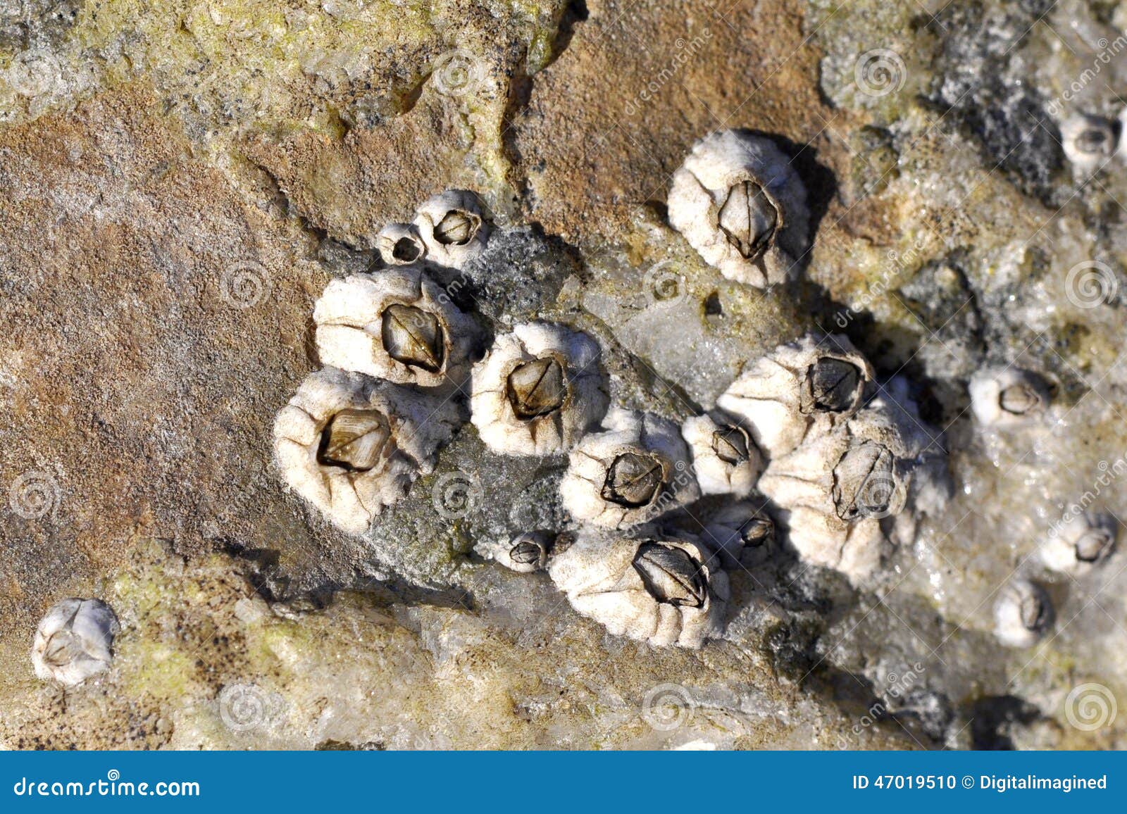 Barnacle stock photo. Image of sessile, zone, rock, crustacean - 47019510