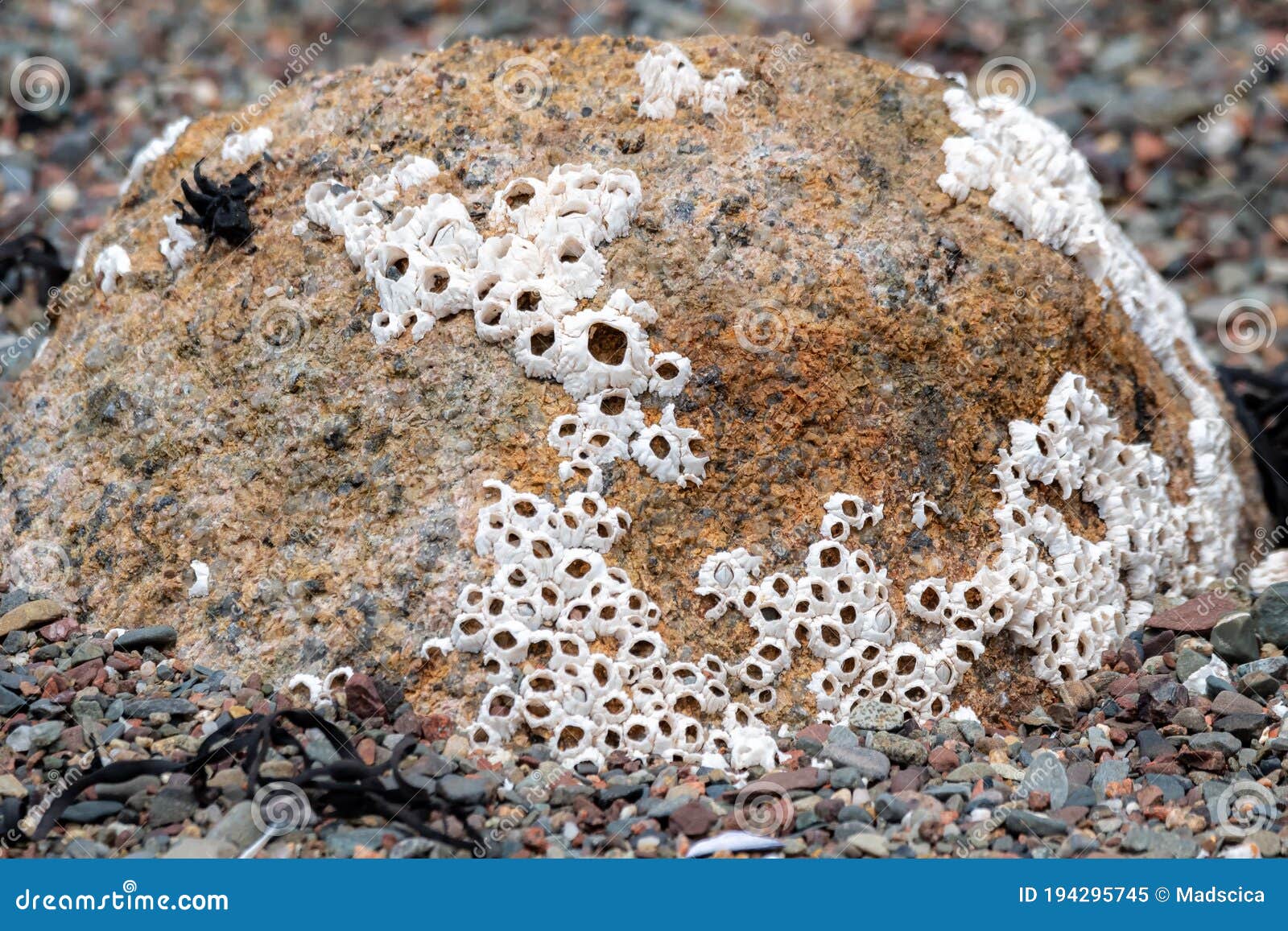 Barnacle Covered Rock stock image. Image of marine, closeup - 194295745