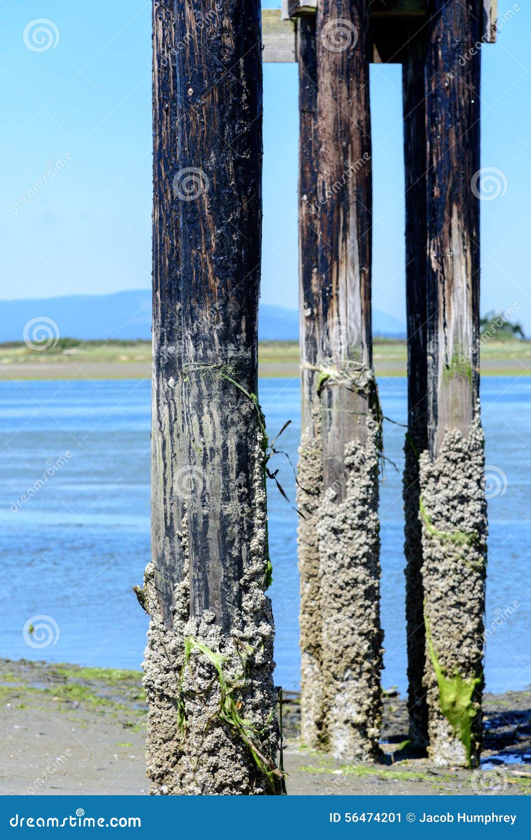 Barnacle Covered Wood Piers Stock Image - Image of black, tide: 56474201