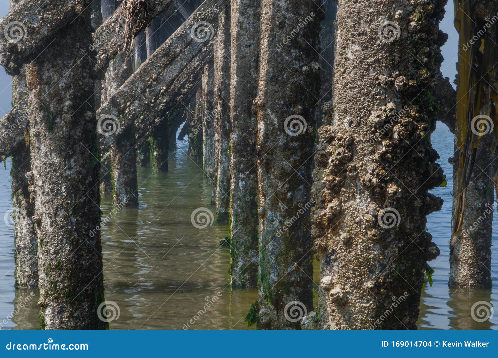 Barnacle Covered Concrete Pier Pilings By Blue Ocean Waters, Bright ...
