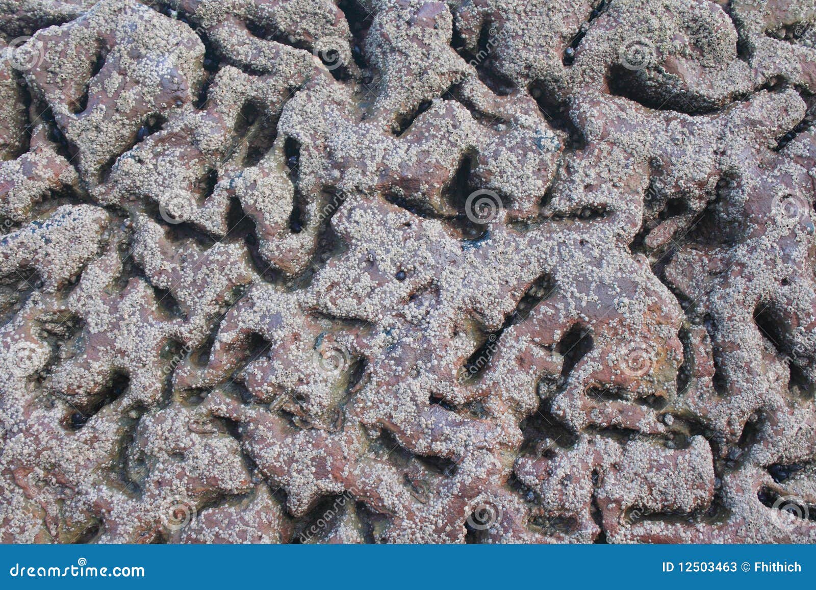 Barnacle Encrusted Rock stock image. Image of shore, barnacle - 12503463