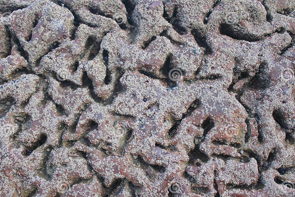 Barnacle Encrusted Rock stock image. Image of shore, barnacle - 12503463