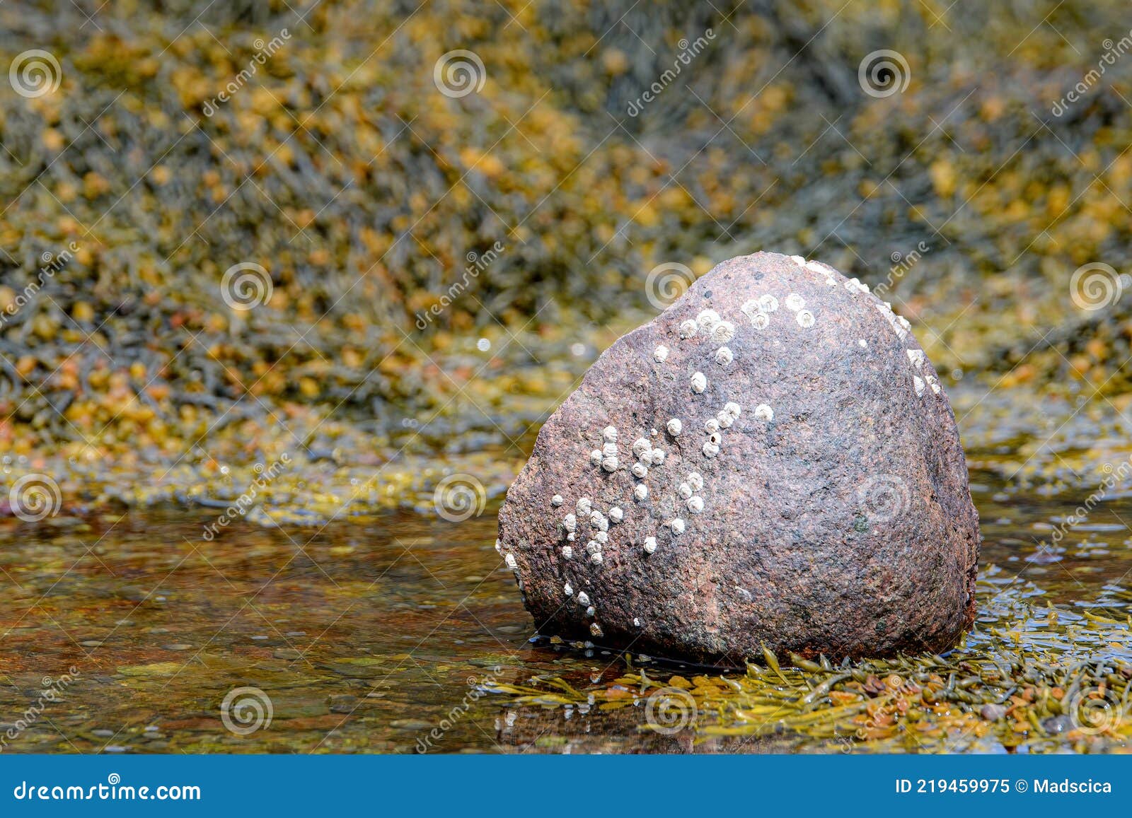 Barnacle Encrusted Rock stock image. Image of closeup - 219459975