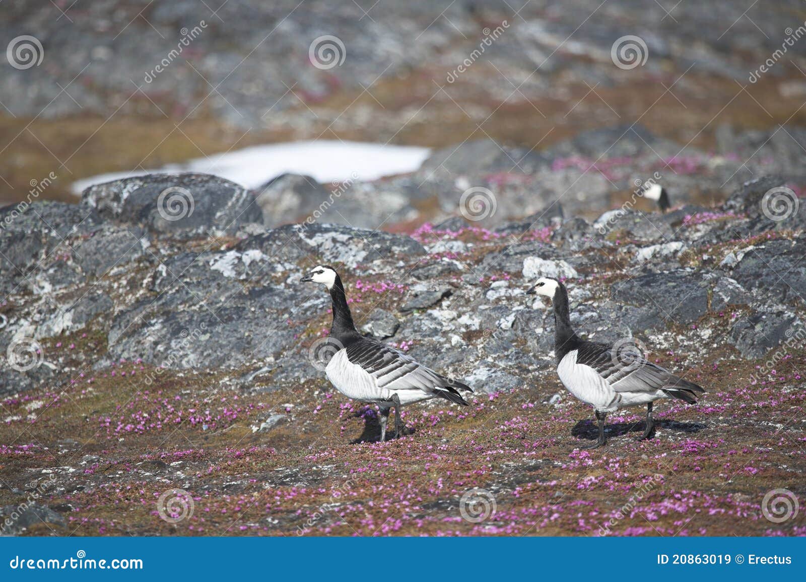 Barnacle Gees in Arctic Tundra Stock Image - Image of duck, tundra ...