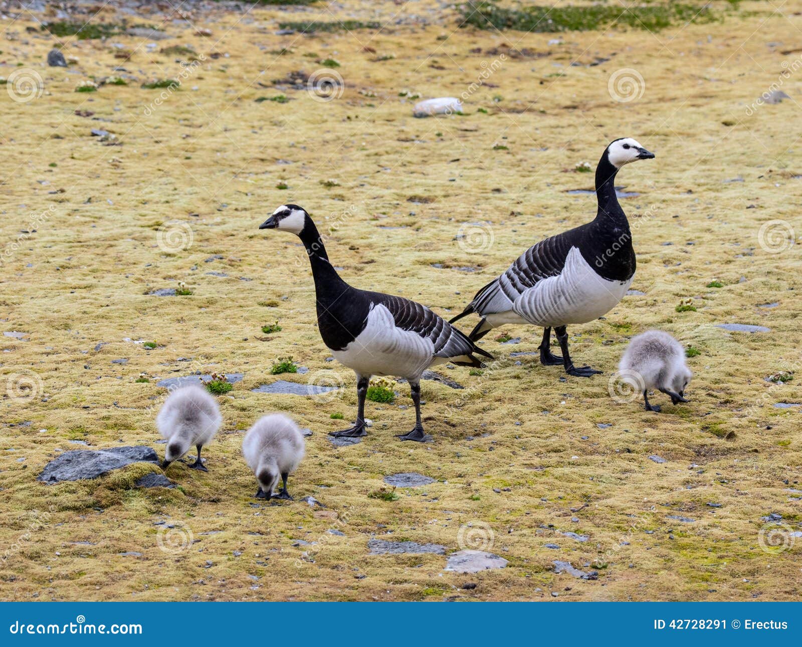 Barnacle Geese with Chicks - Arctic, Spitsbergen Stock Image - Image of ...