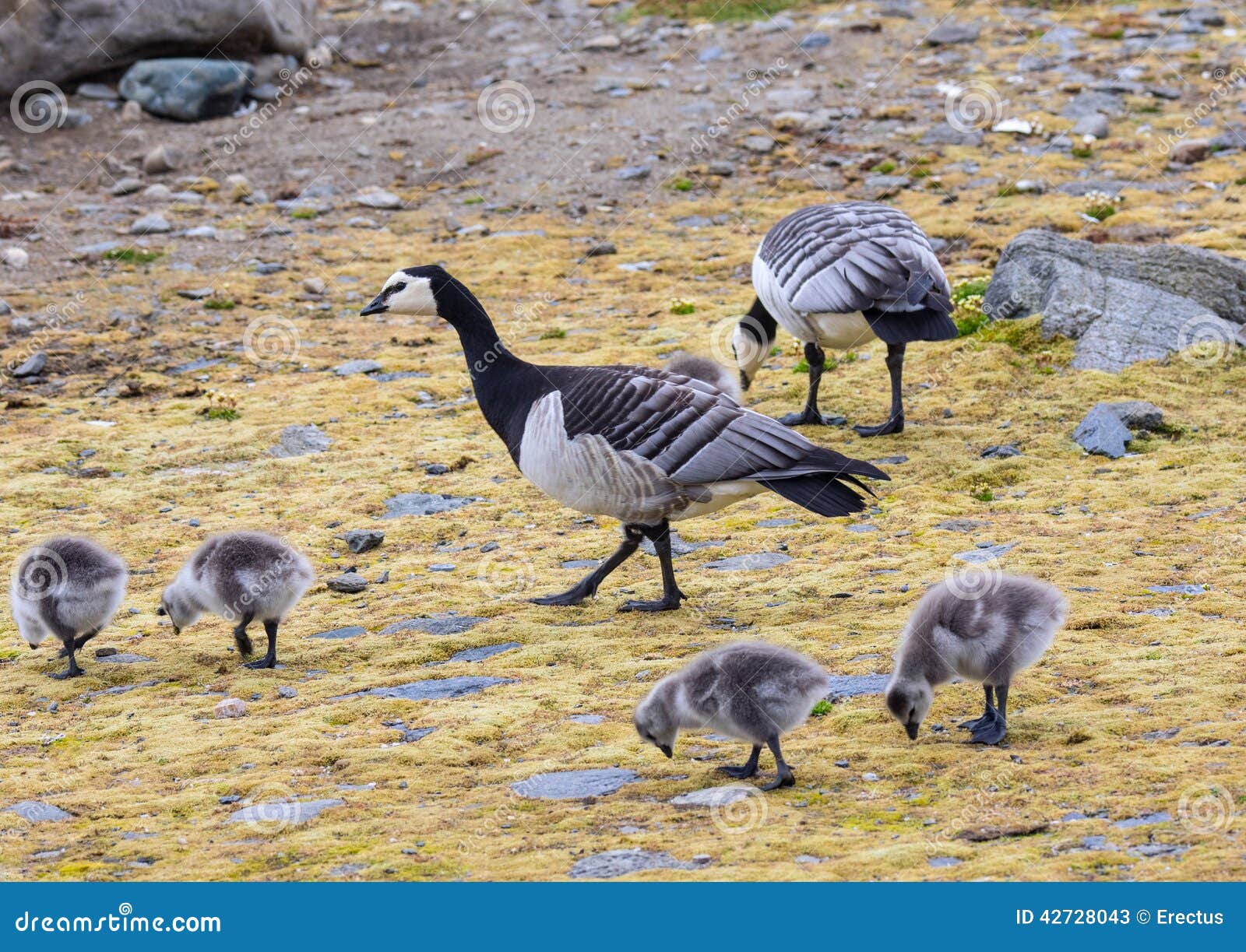 Barnacle Geese With Goslings - Arctic, Spitsbergen Royalty-Free Stock ...
