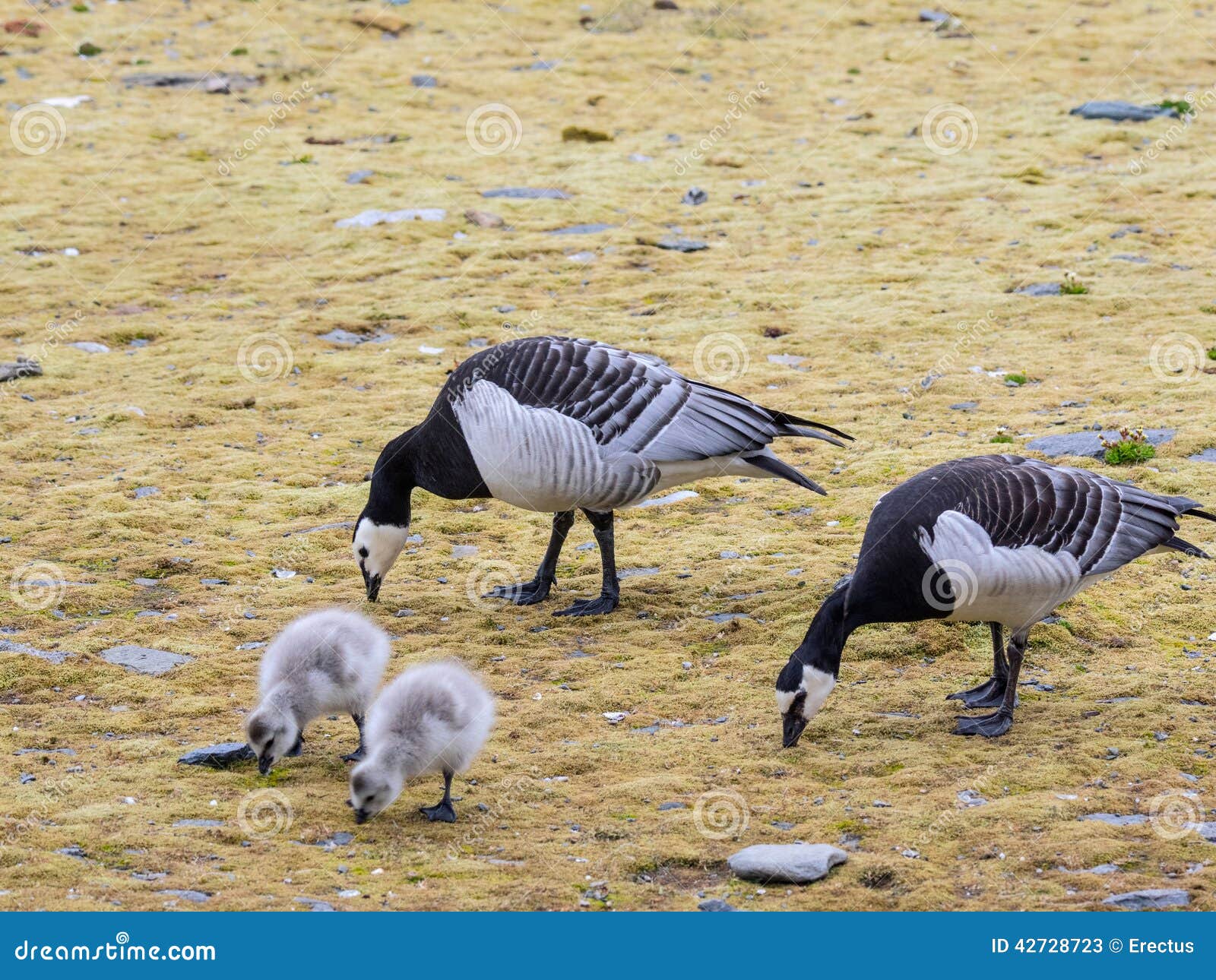 Barnacle Geese with Chicks - Arctic, Spitsbergen Stock Image - Image of ...
