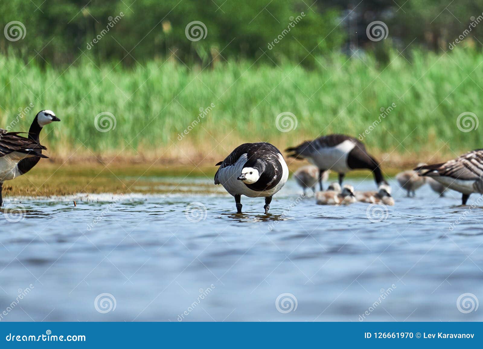 Barnacle geese with chicks stock photo. Image of barnacle - 126661970