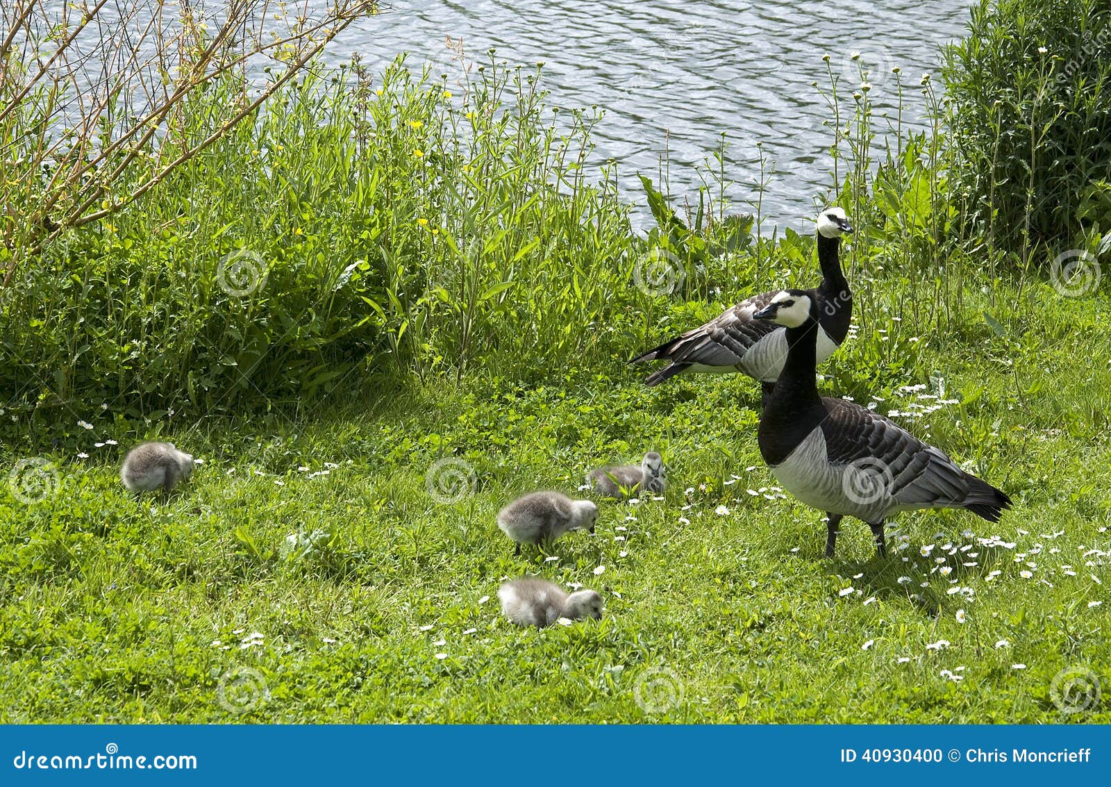 Barnacle Geese with Chicks stock photo. Image of animal - 40930400