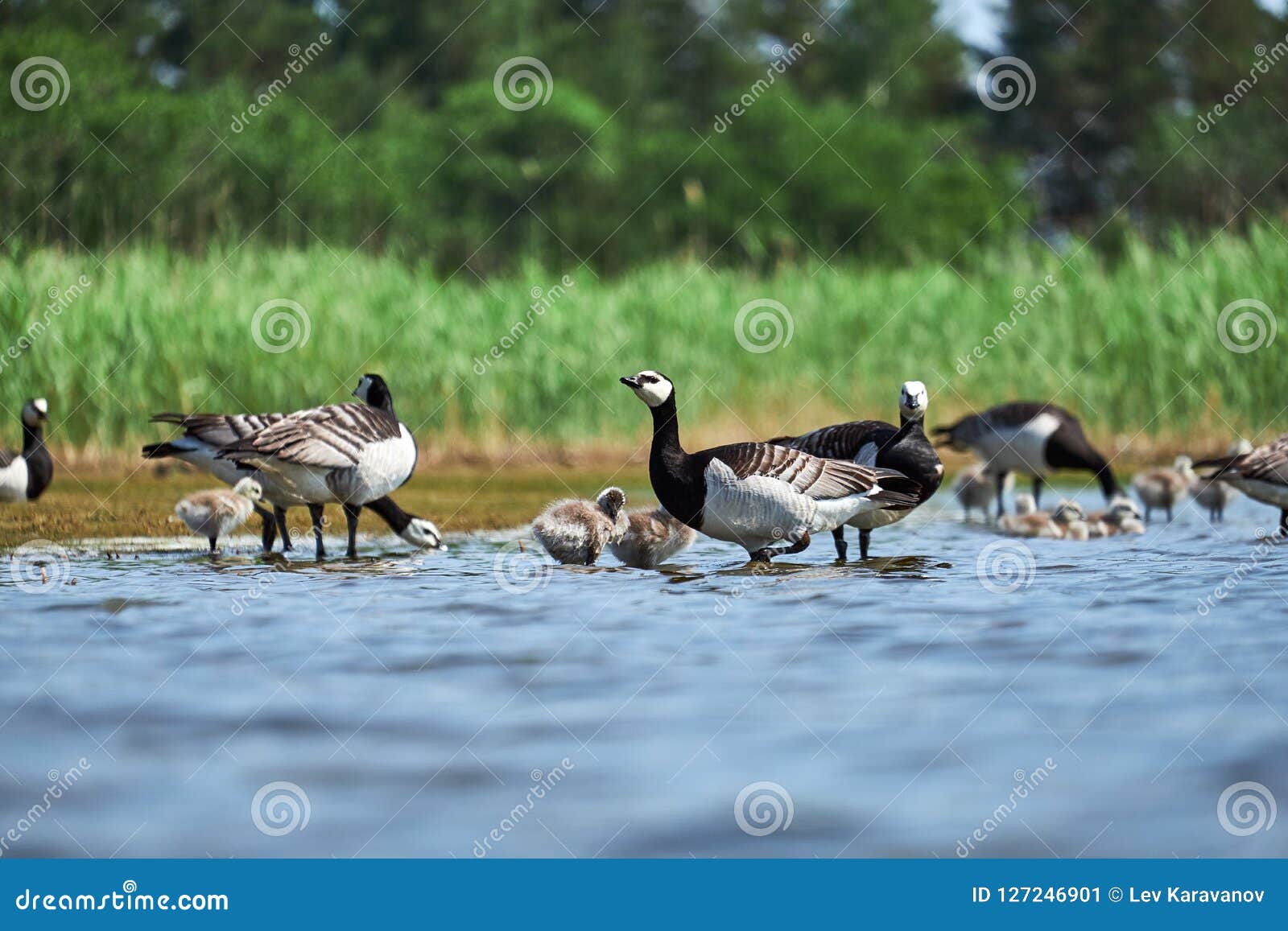 Barnacle geese with chicks stock image. Image of beauty - 127246901