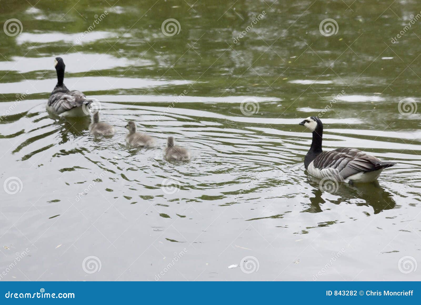 Barnacle geese family stock photo. Image of barnacle, chicks - 843282