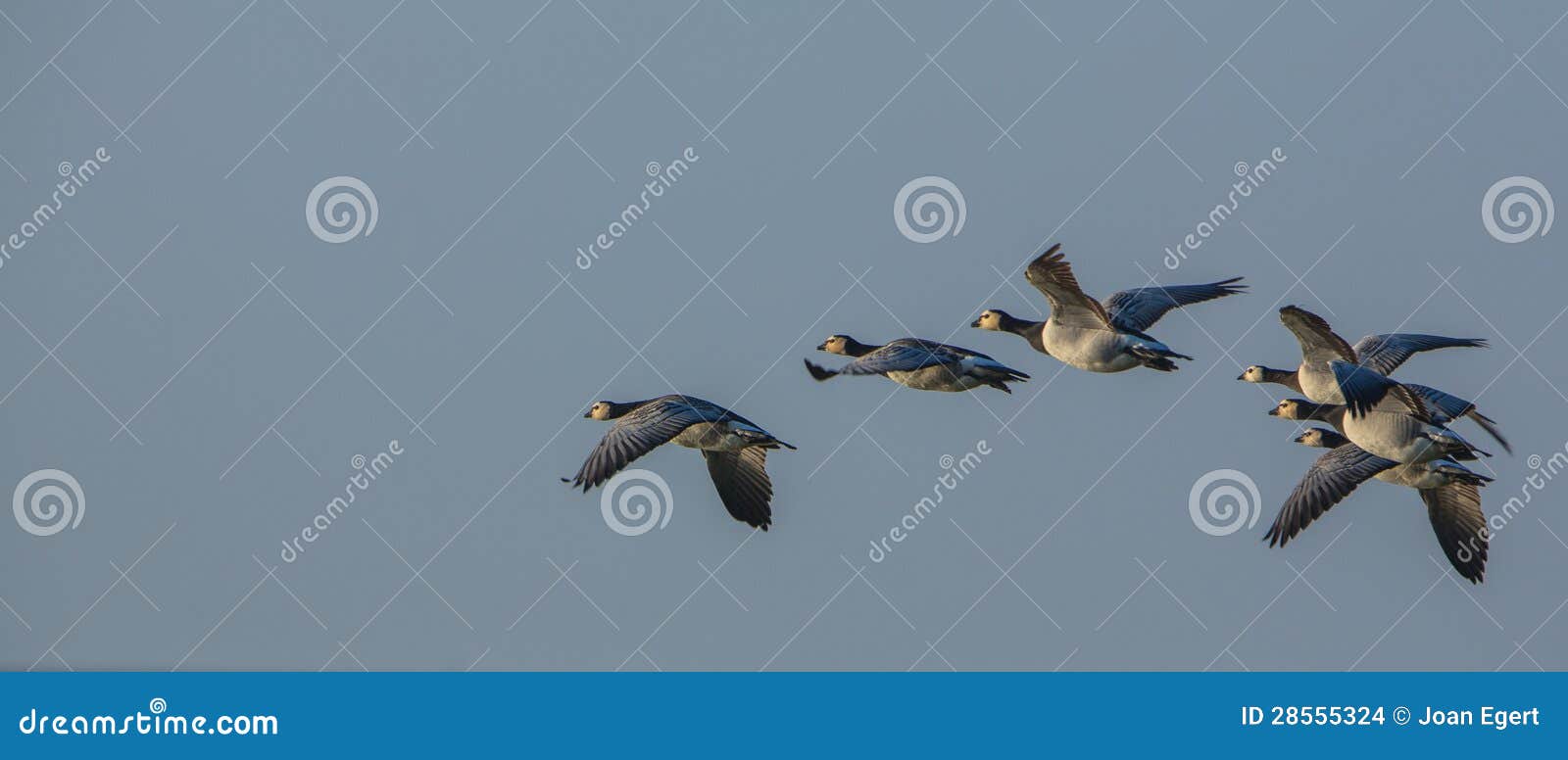 Barnacle Geese in flight stock photo. Image of flying - 28555324