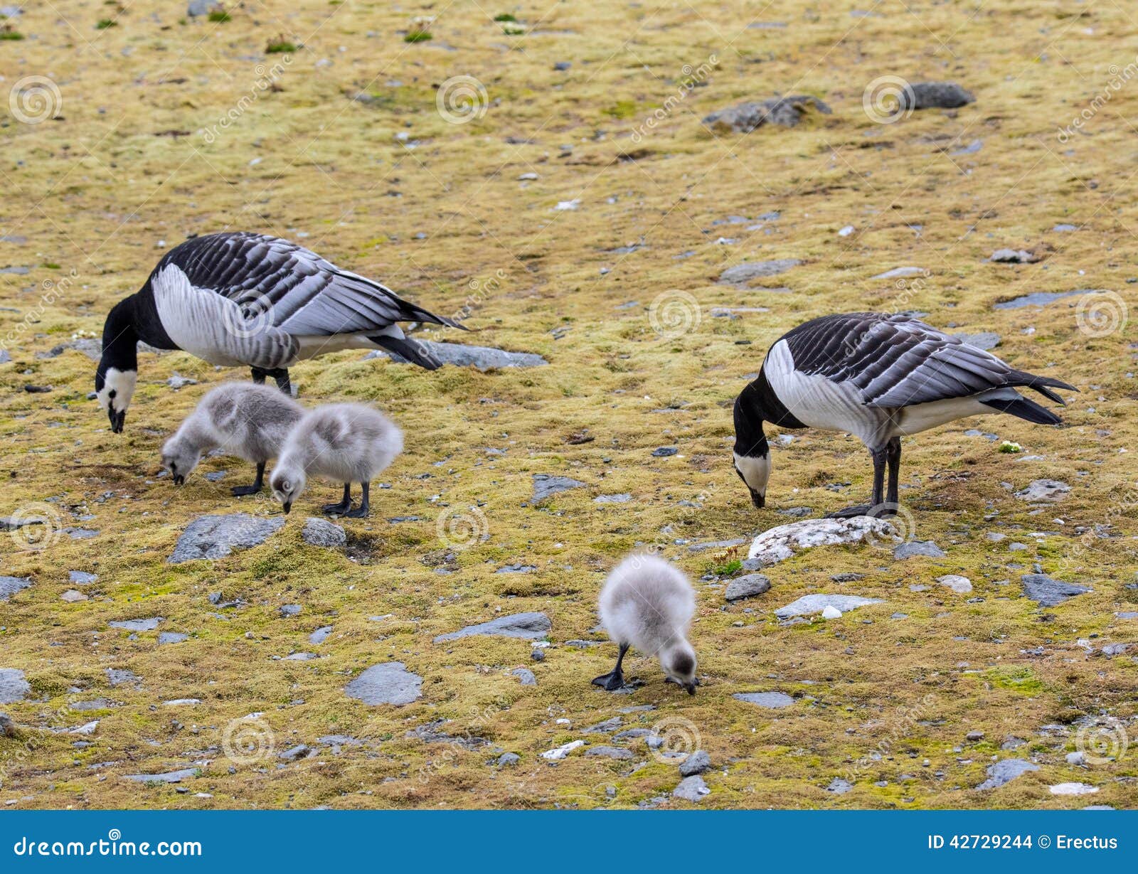 Barnacle Geese With Chicks - Arctic, Spitsbergen Royalty-Free Stock ...