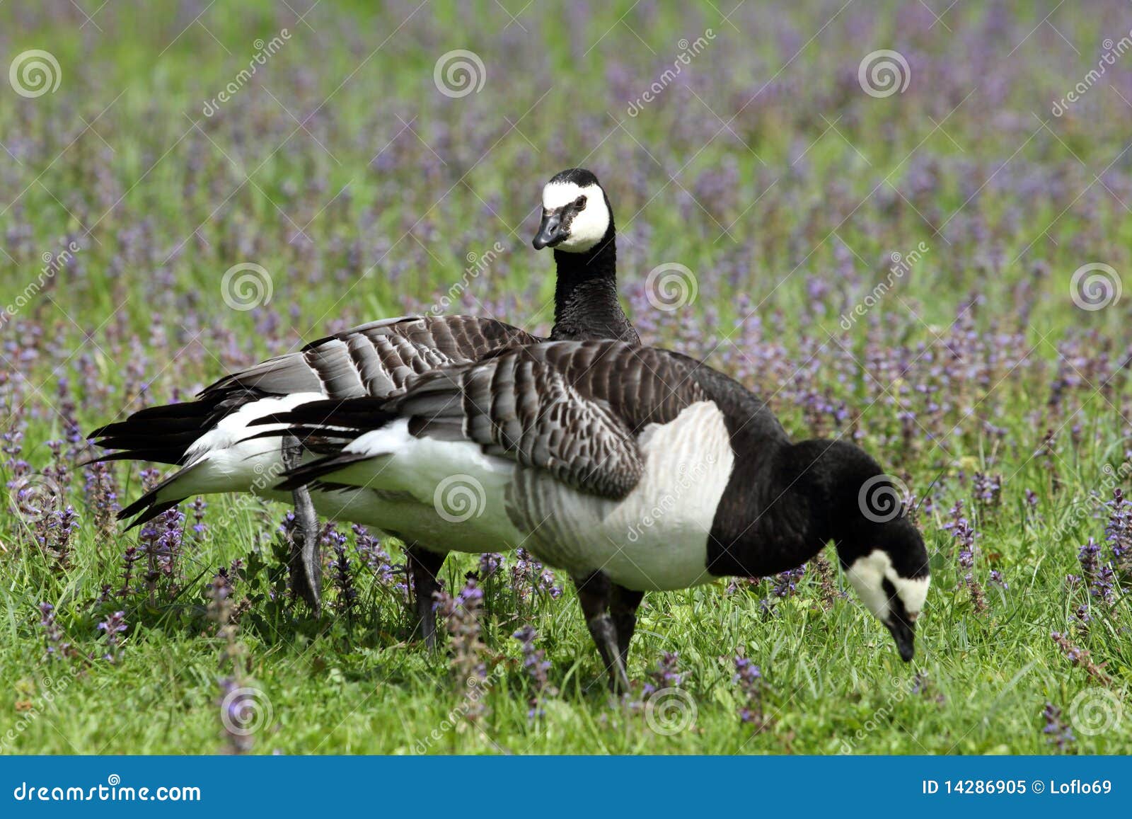 Barnacle Geese With Chicks - Arctic, Spitsbergen Royalty-Free Stock ...