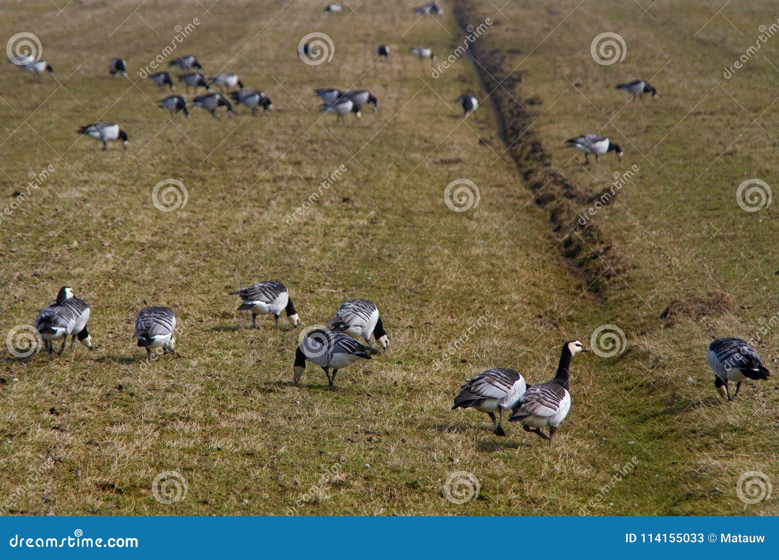 Barnacle geese in a meadow stock image. Image of bird - 114155033