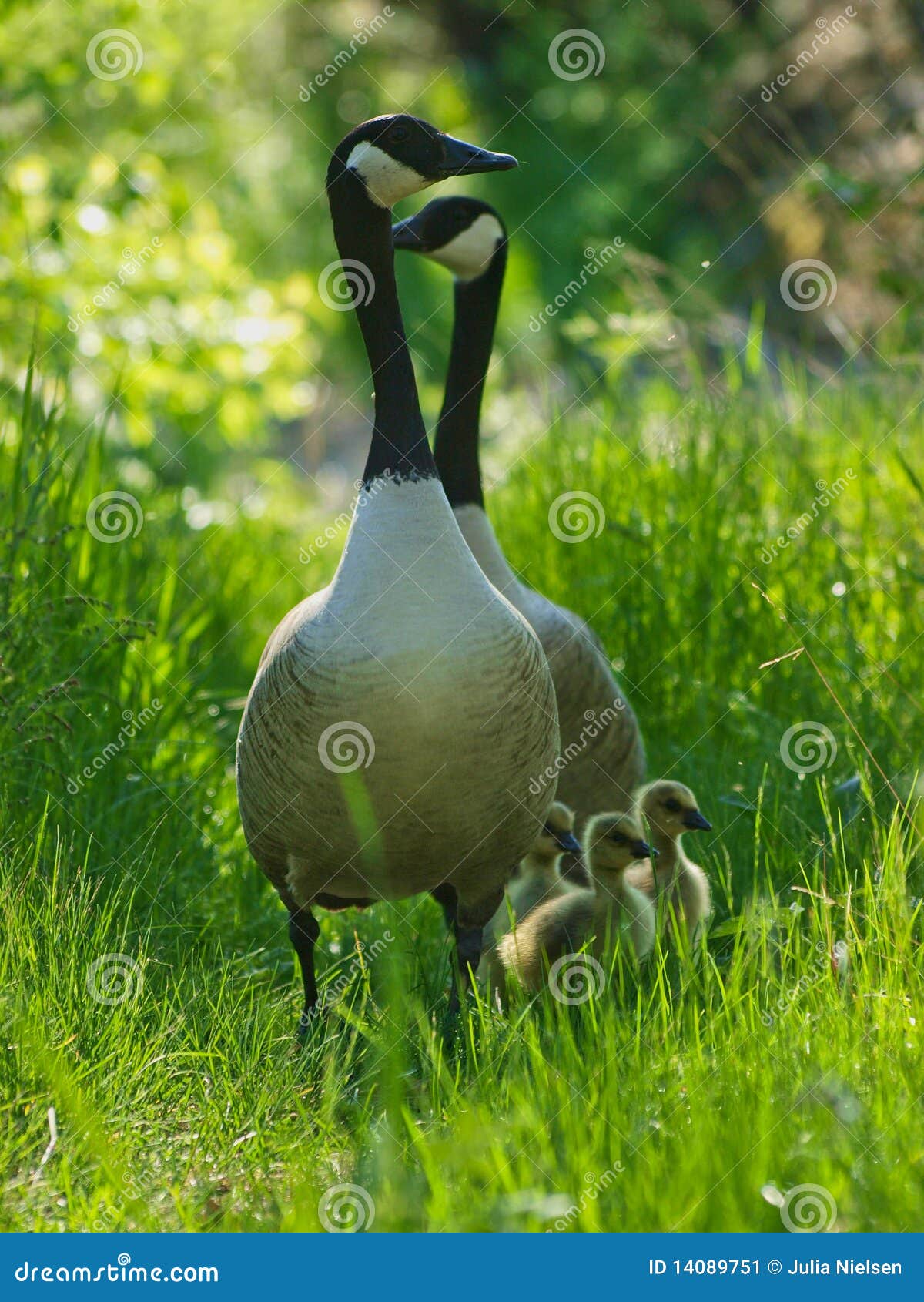 Barnacle Goose stock image. Image of gray, nature, goose - 14089751