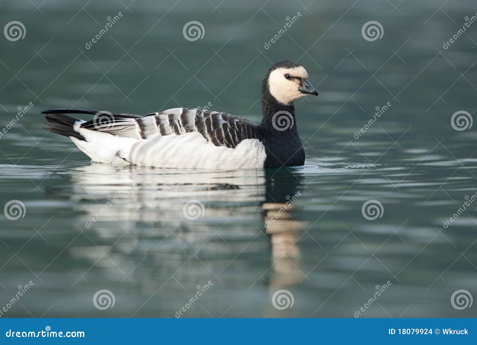 Barnacle goose stock photo. Image of anser, mirror, animal - 18079924