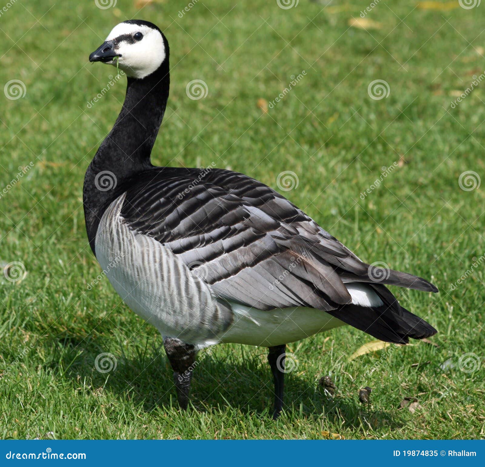 Barnacle Goose stock image. Image of barnacle, leucopsis - 19874835