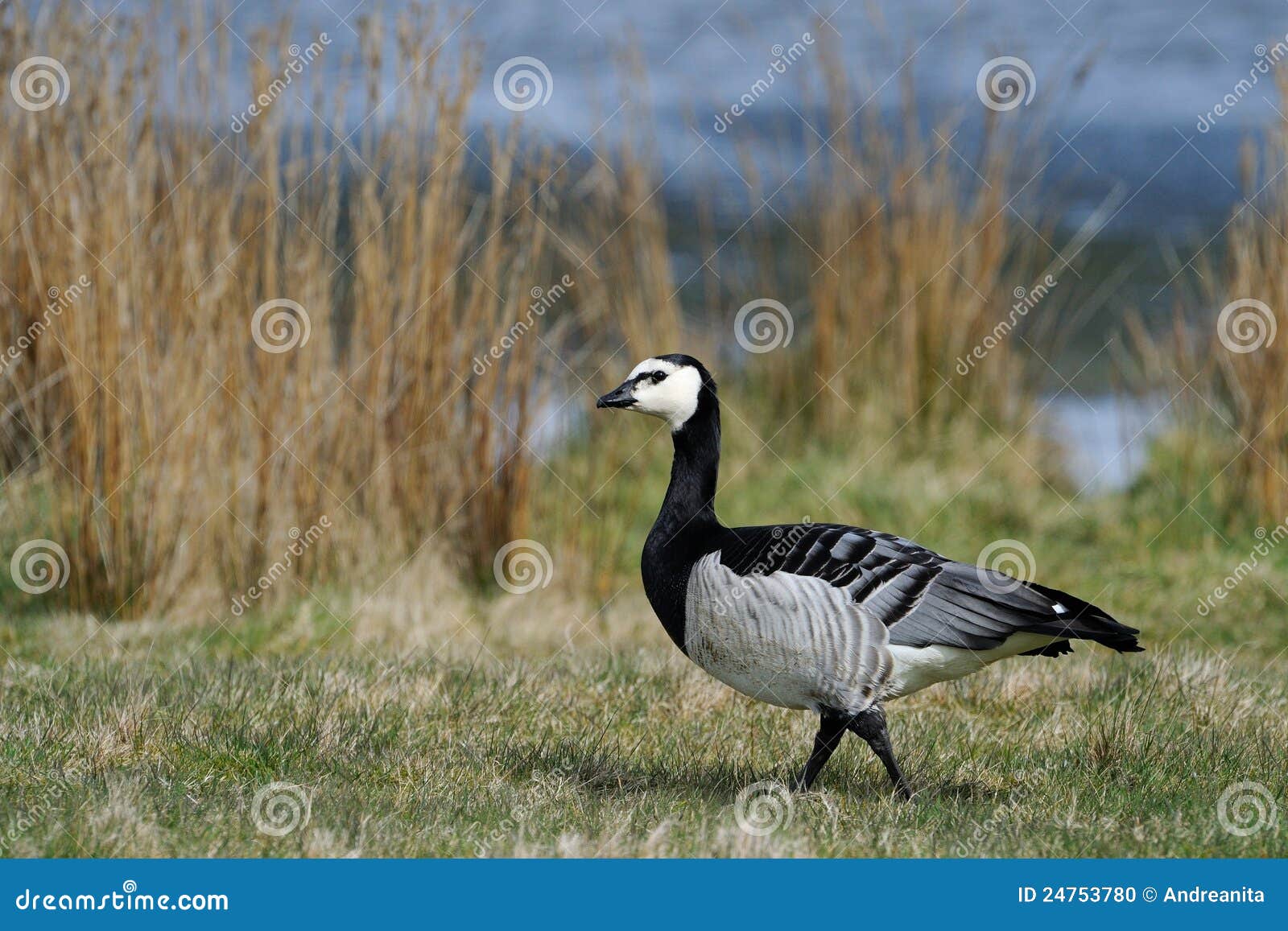 Barnacle Goose stock photo. Image of wilderness, netherlands - 24753780