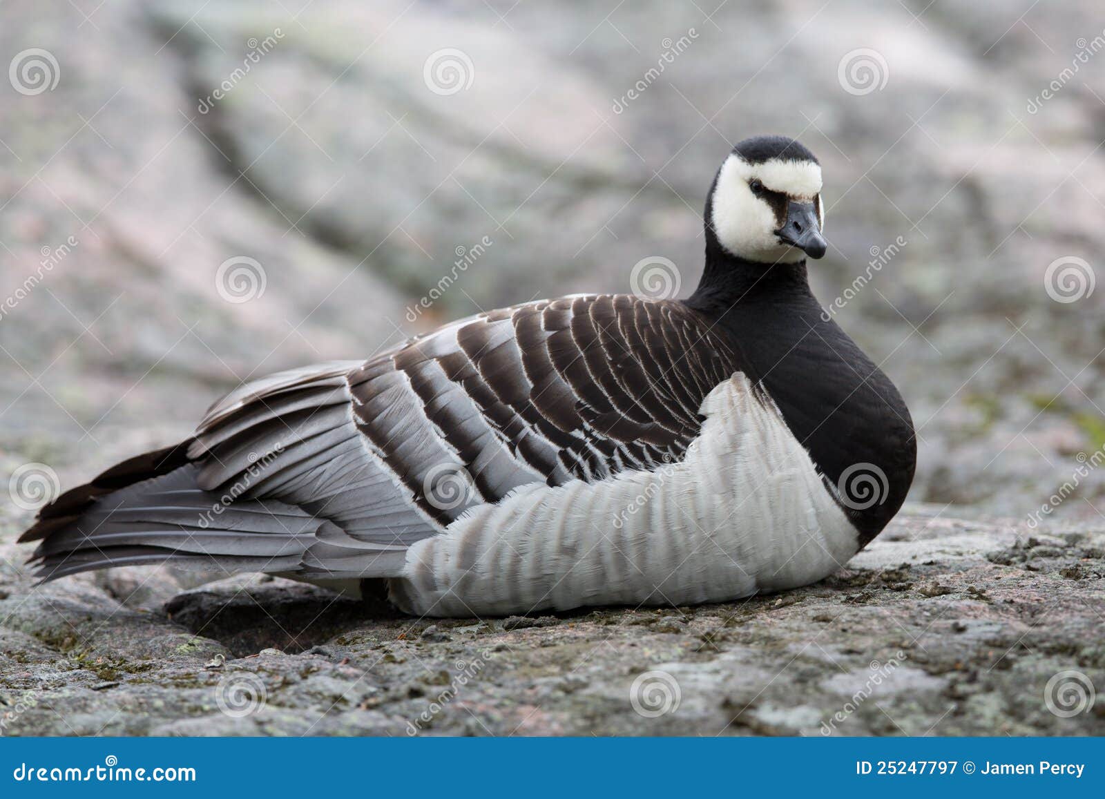 Barnacle Goose stock image. Image of geese, goose, white - 25247797