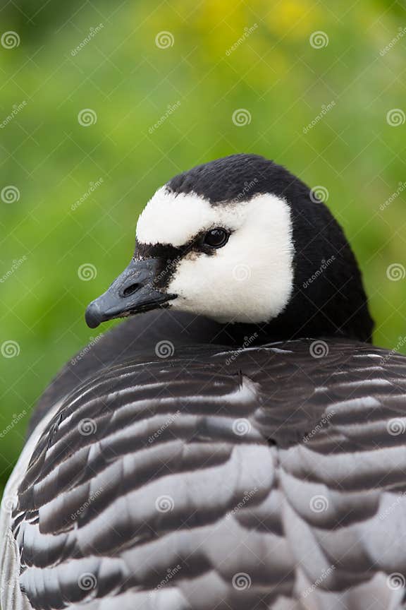 Barnacle Goose stock photo. Image of poultry, feathers - 25247838