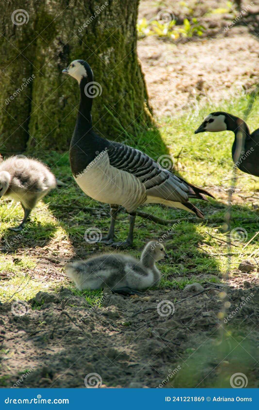 Barnacle goose stock image. Image of barnacle, animal - 241221869