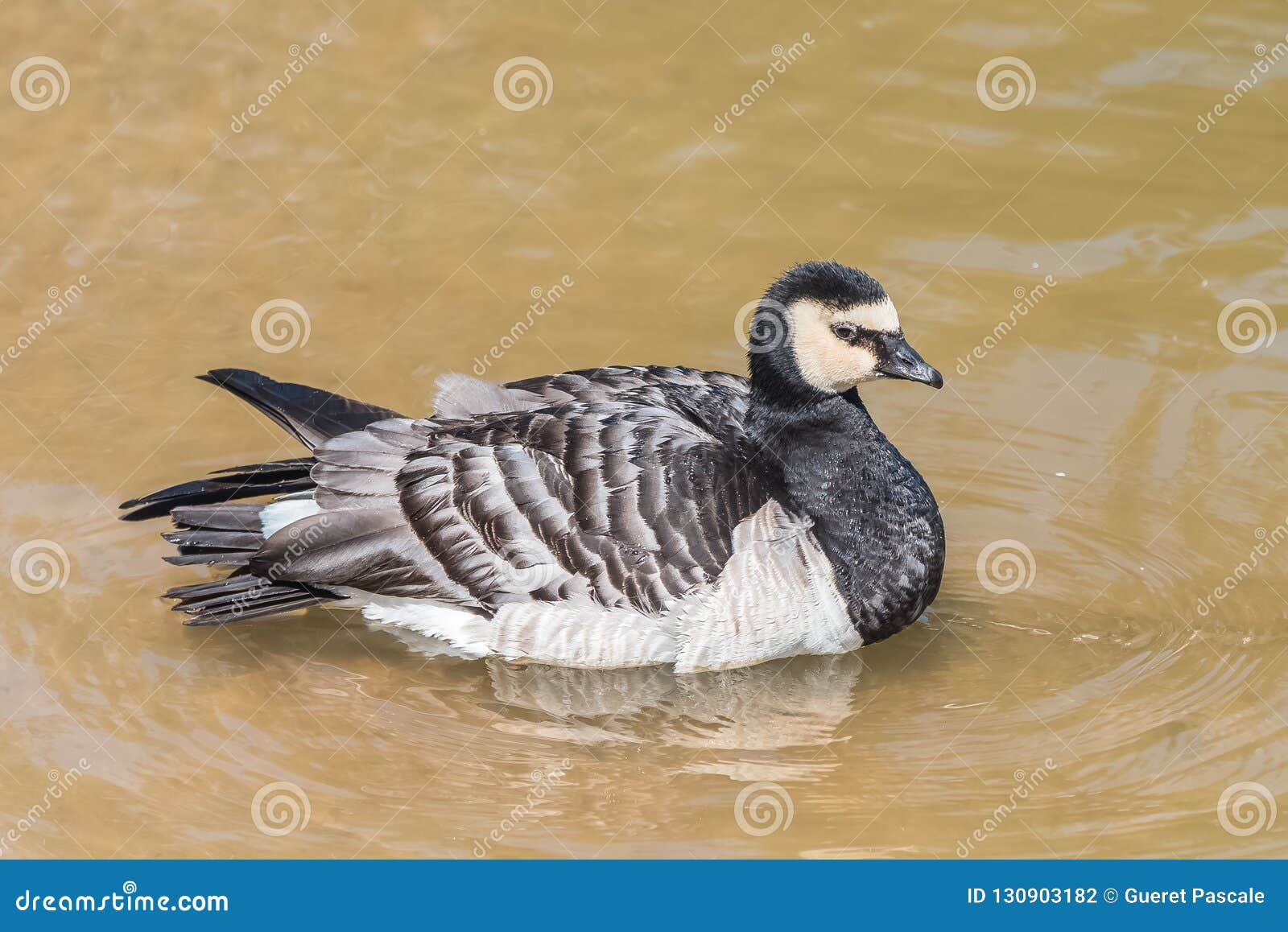Barnacle goose stock photo. Image of arctic, geese, green - 130903182