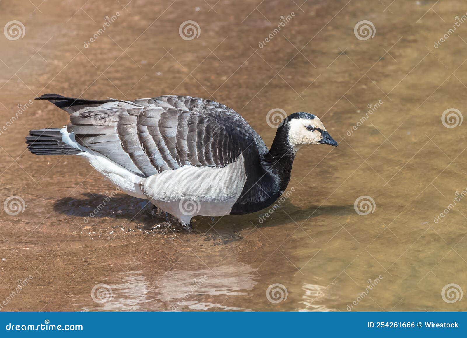 Barnacle goose, bird stock photo. Image of white, branta - 254261666