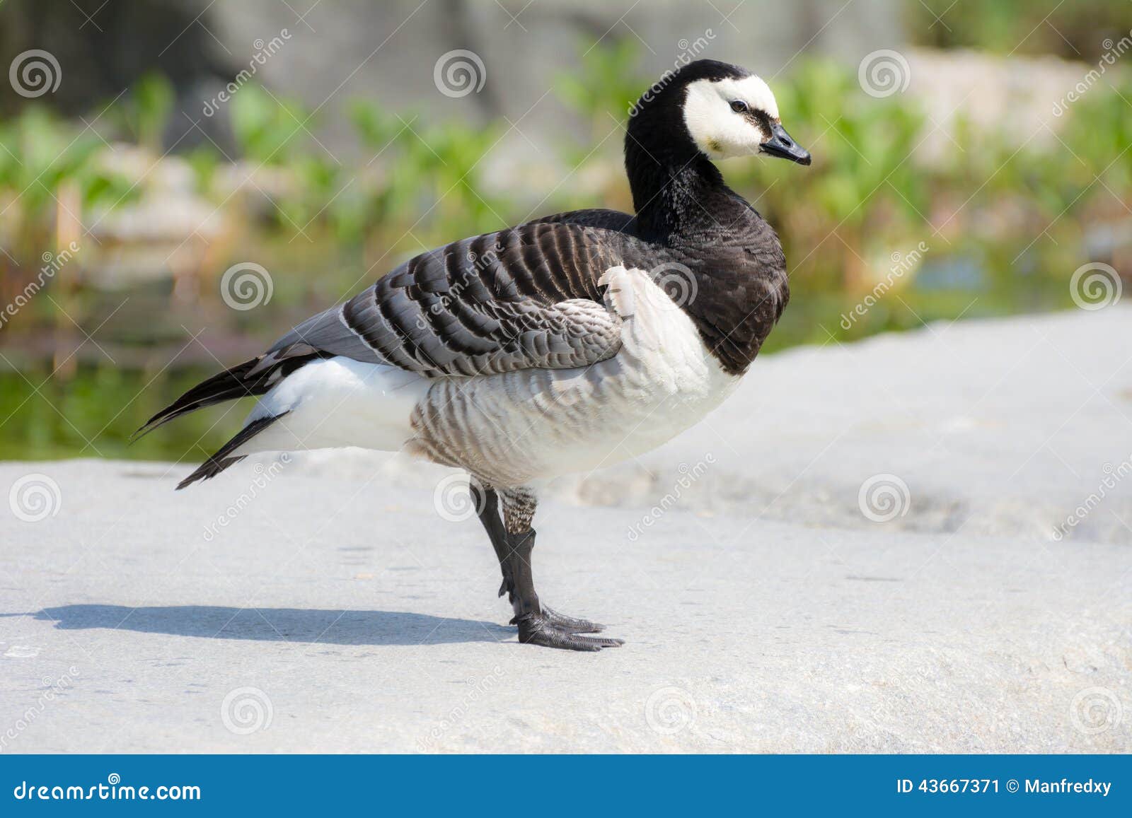 Barnacle Goose stock image. Image of standing, feather - 43667371