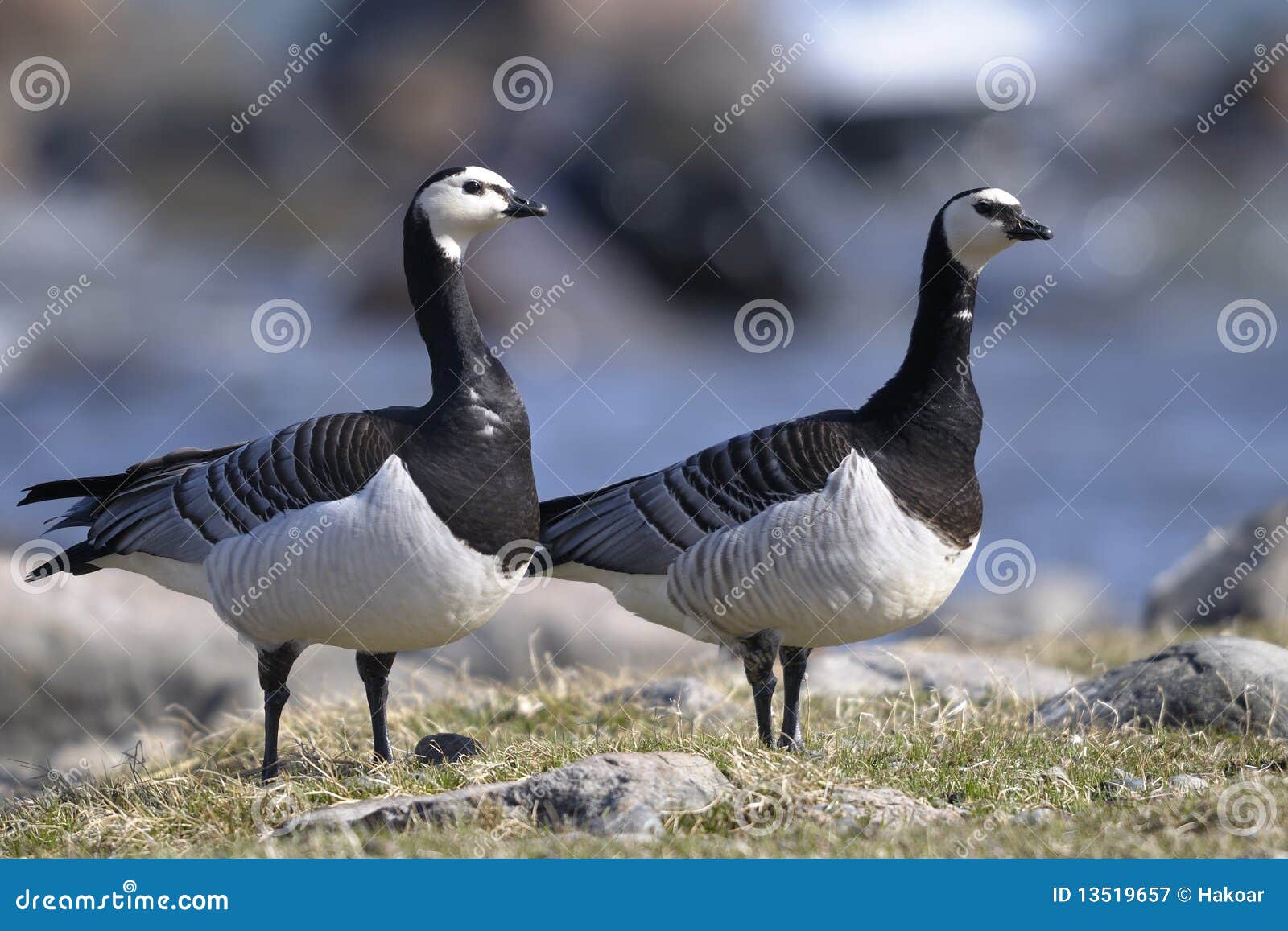 Barnacle Goose, Branta Leucopsis Stock Image - Image of territorial ...