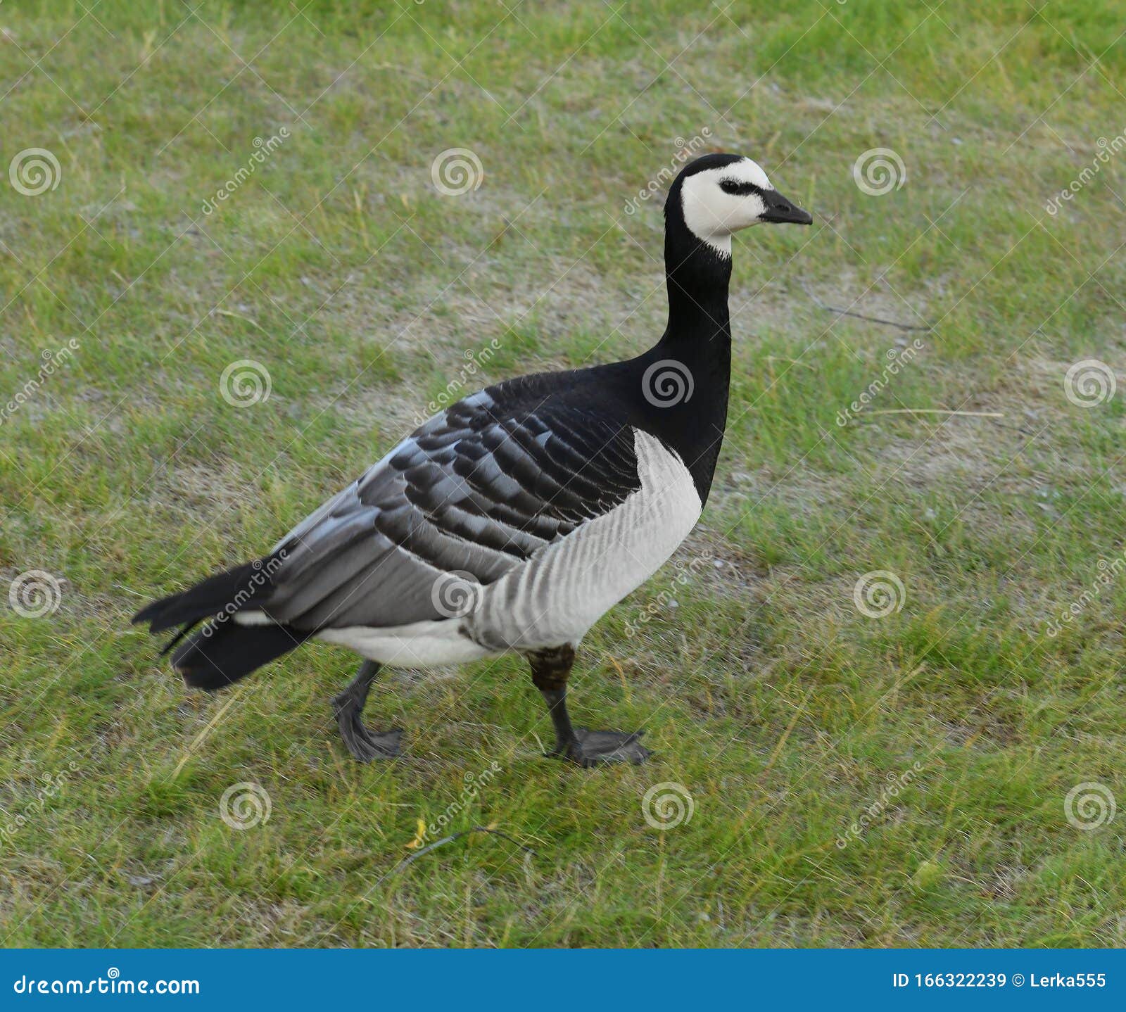 Barnacle Goose Branta Leucopsis on Grass. Helsinki, Finland Stock Image ...