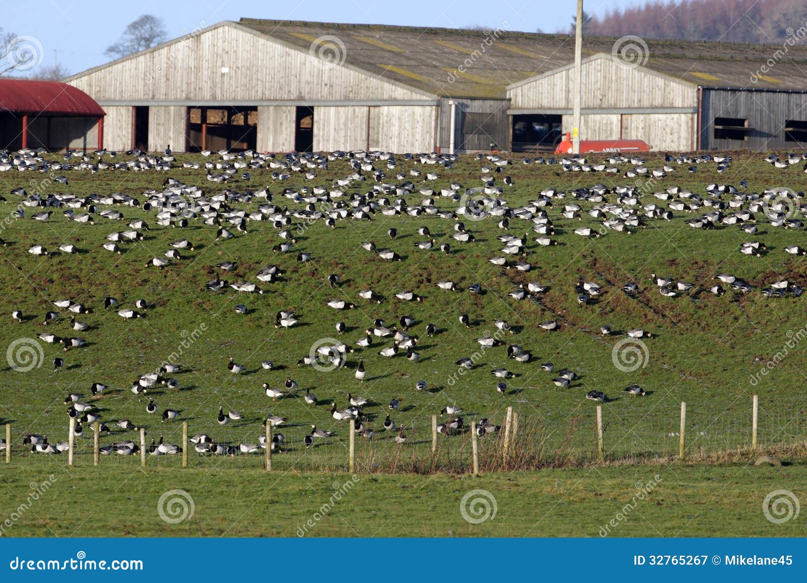 Barnacle Goose, Branta Leucopsis Stock Image - Image of goose, shore ...
