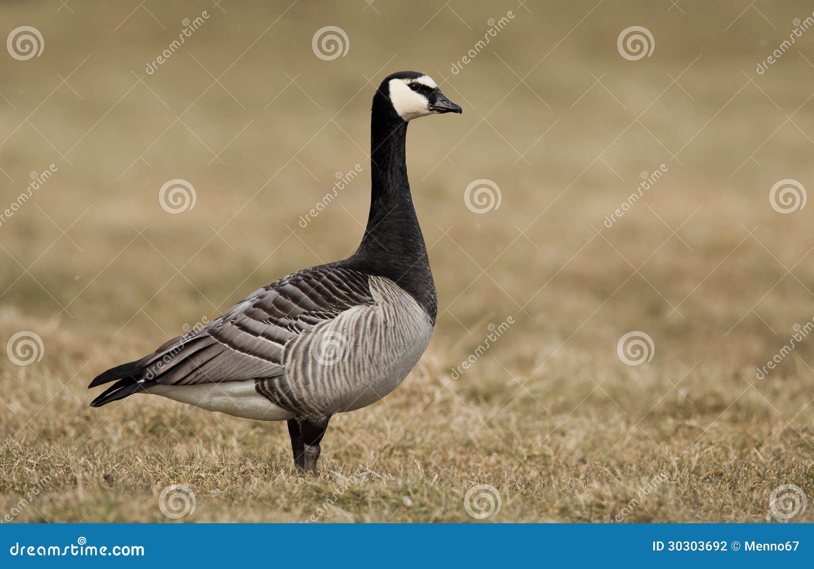 Barnacle goose stock photo. Image of bird, aves, food - 30303692
