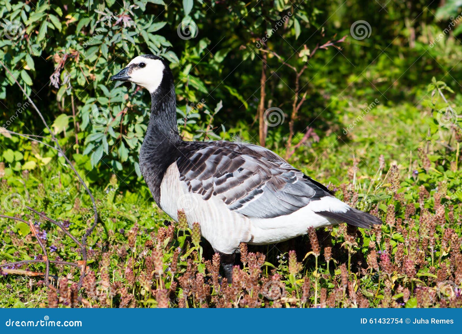 Barnacle Goose stock photo. Image of fowl, environment - 61432754