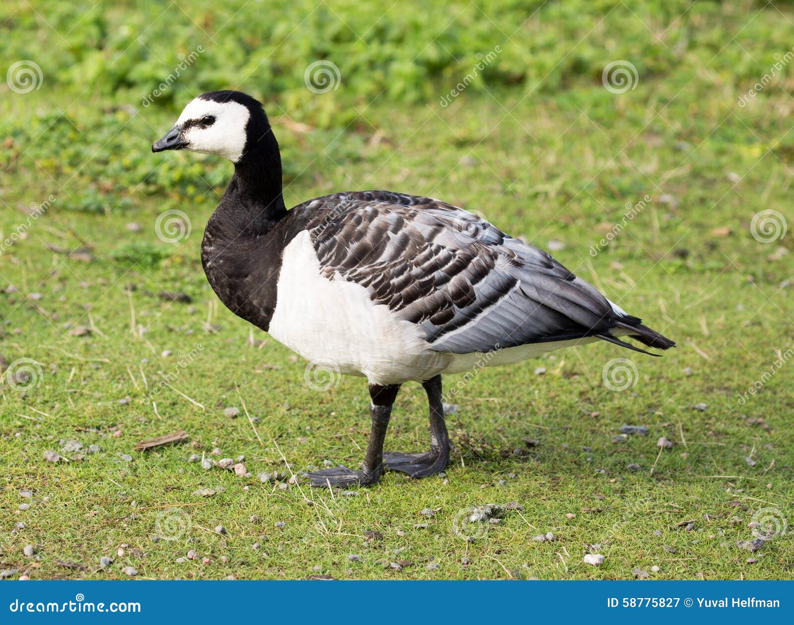 Barnacle Goose stock image. Image of beautiful, ornithology - 58775827