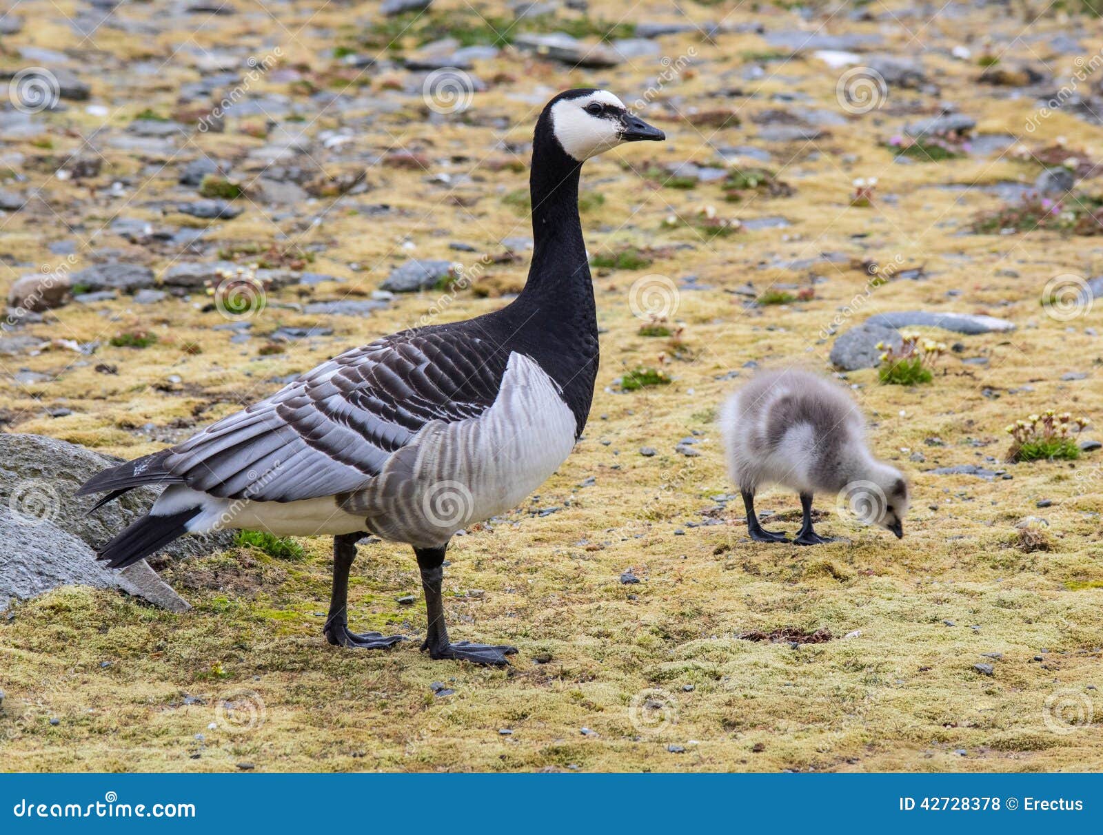 Barnacle Goose with Chicks - Arctic, Spitsbergen Stock Photo - Image of ...
