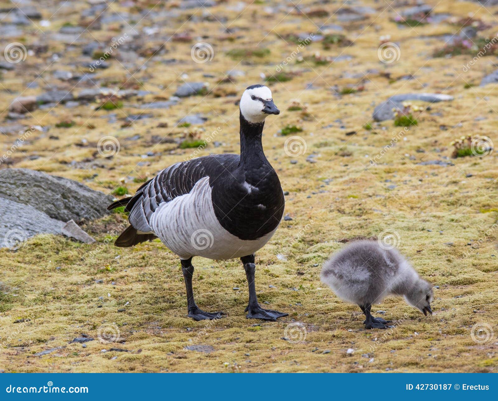 Barnacle Goose with Chicks - Arctic, Spitsbergen Stock Image - Image of ...