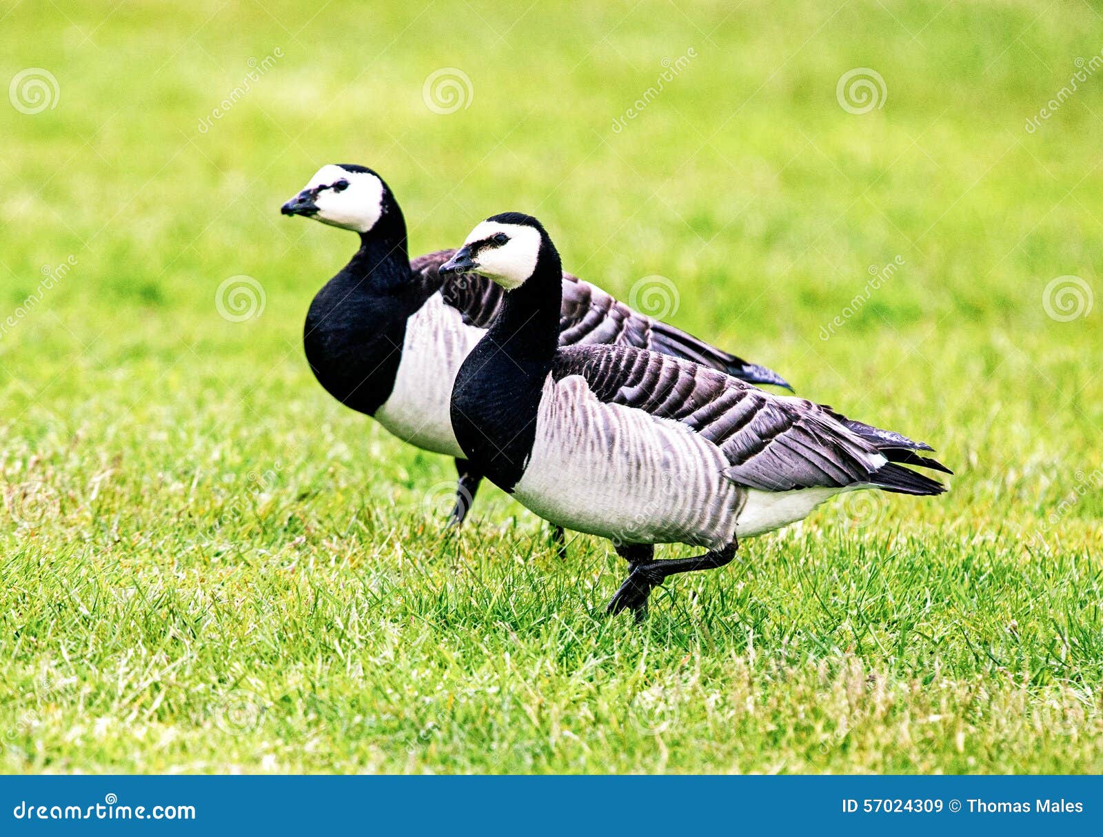 Barnacle Goose stock image. Image of stoll, anseriformes - 57024309