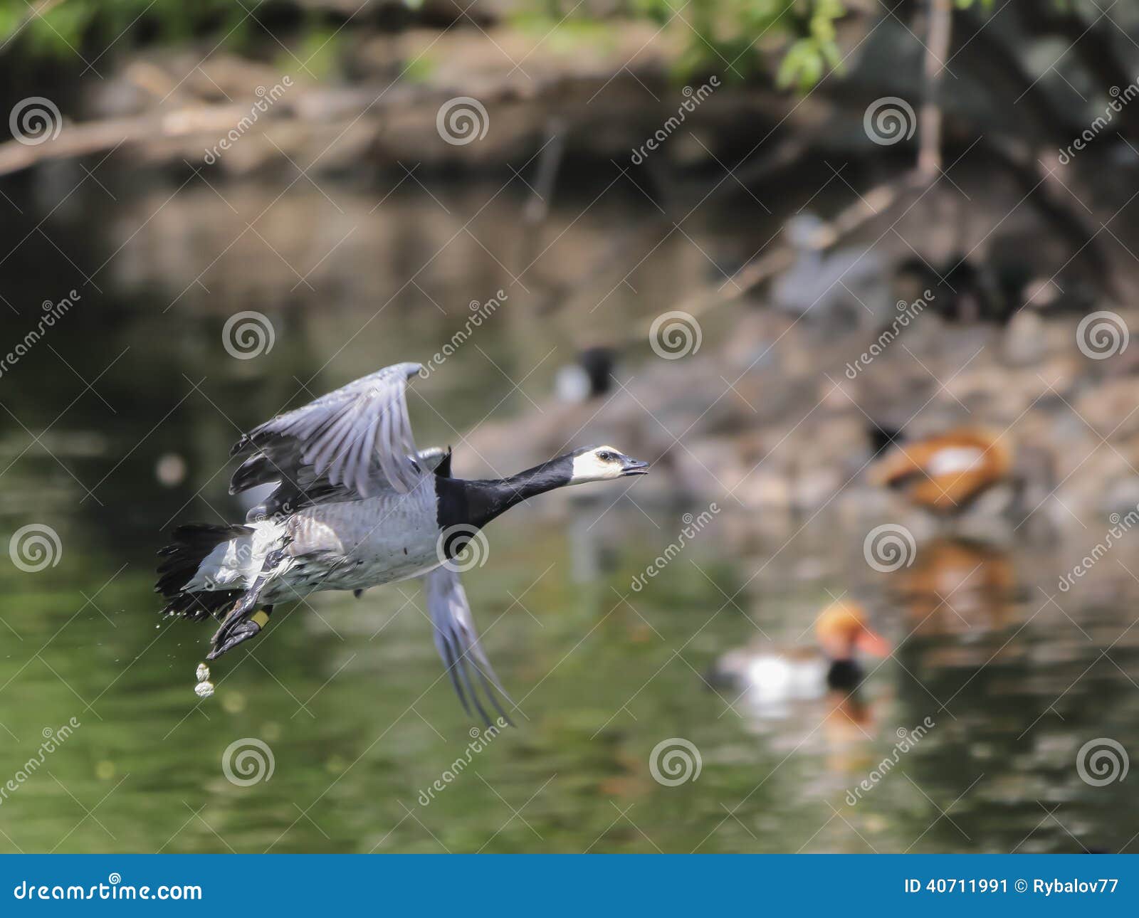 Barnacle Goose in flight stock image. Image of pose, legs - 40711991