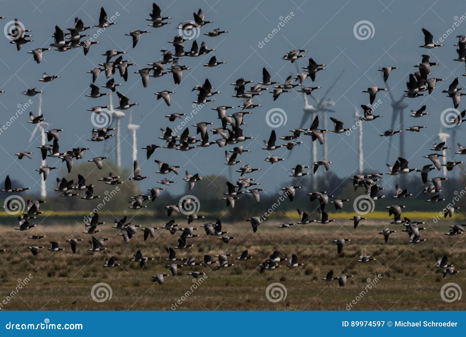 Barnacle goose stock image. Image of fauna, migrating - 89974597