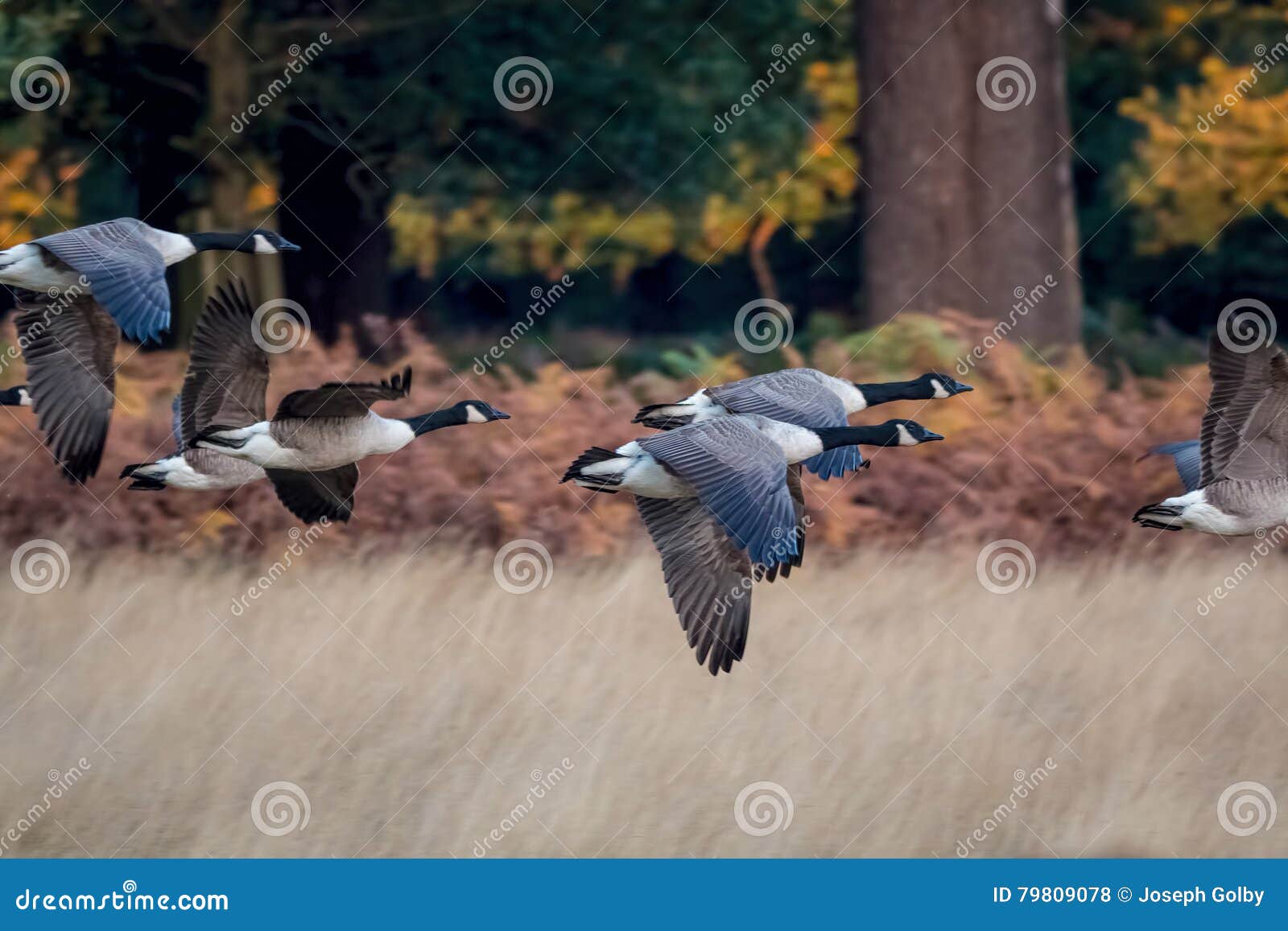 Barnacle Goose. Flock of Geese Flying through Forest on Autumn ...