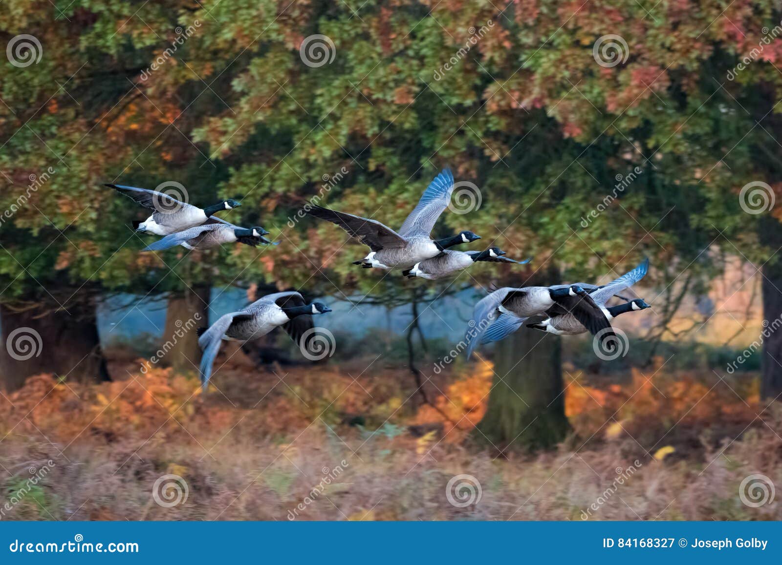 Barnacle Goose. Flock of Geese Flying through Forest in Autumn ...