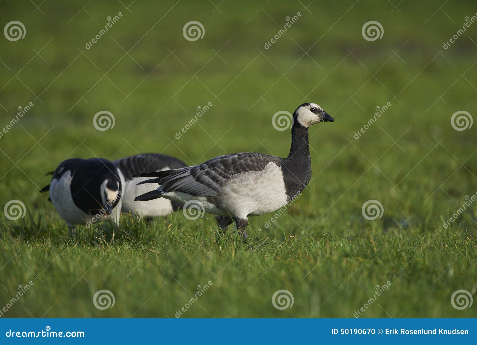 Barnacle goose stock photo. Image of fugle, autum, branta - 50190670