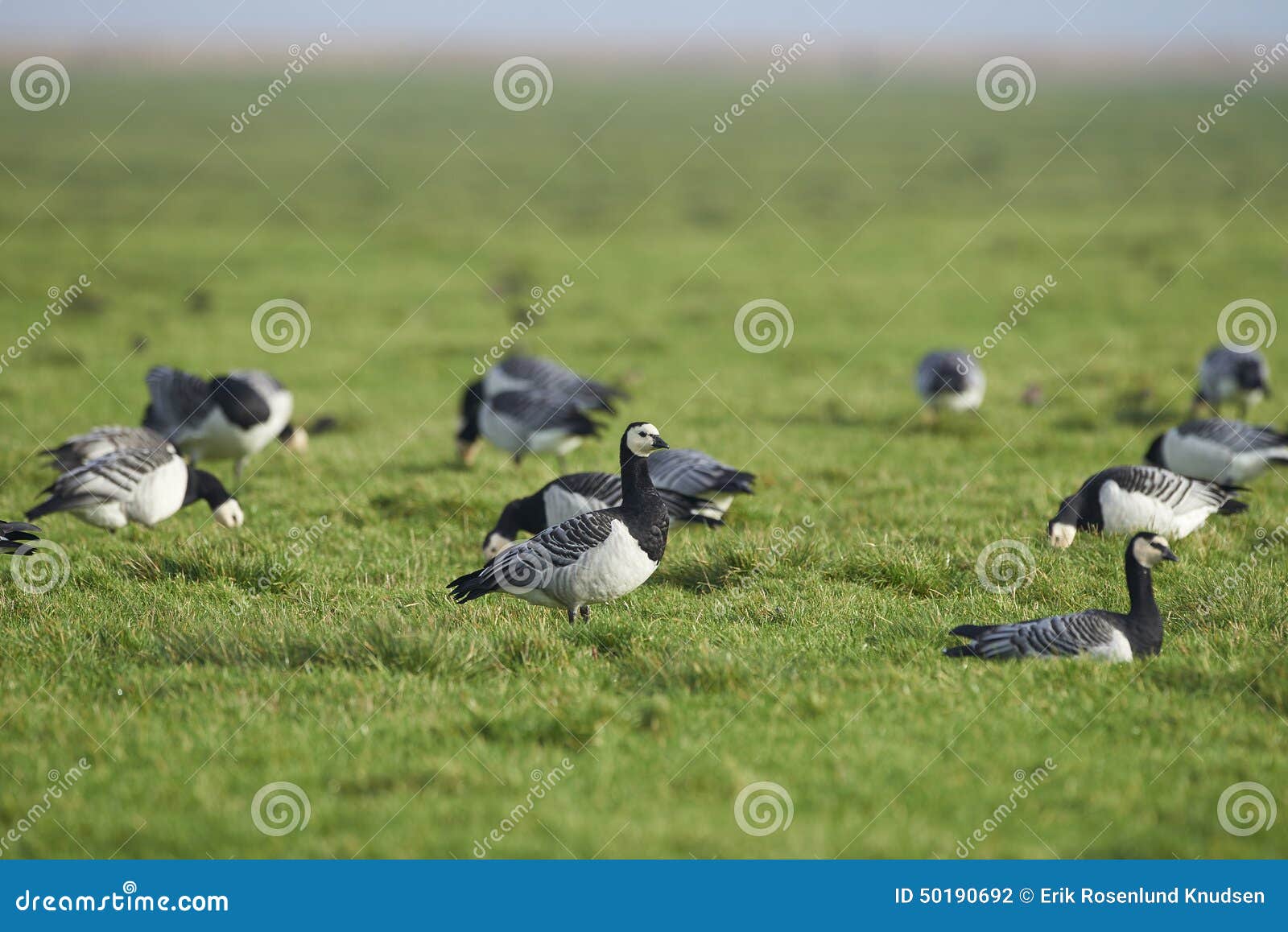 Barnacle goose stock photo. Image of ecoregion, wetlands - 50190692
