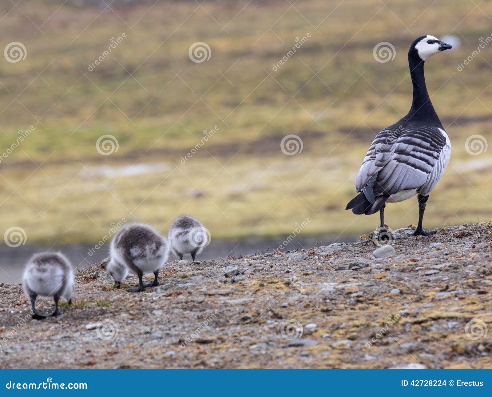 Barnacle Goose with Goslings - Arctic, Spitsbergen Stock Photo - Image ...