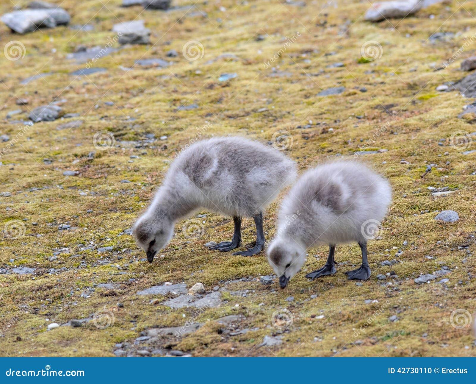 Barnacle Gosling Stock Image | CartoonDealer.com #9817957