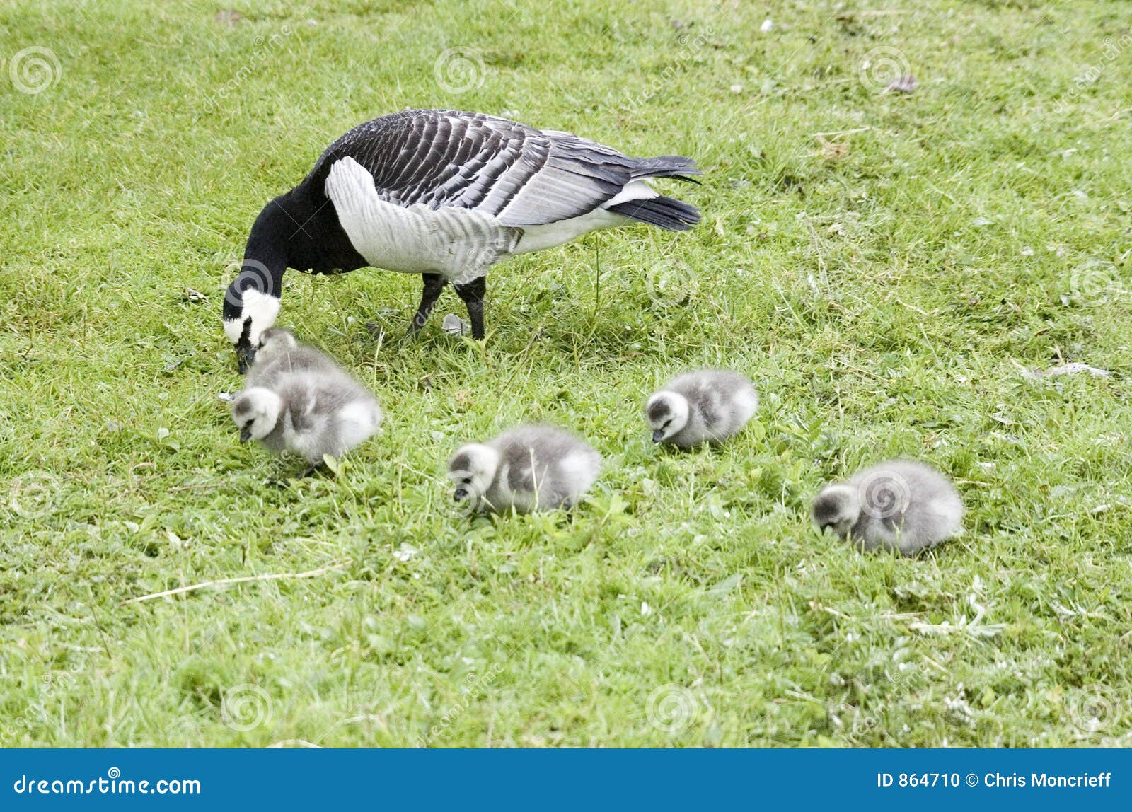Barnacle Goose with Goslins Stock Photo - Image of goose, lake: 864710