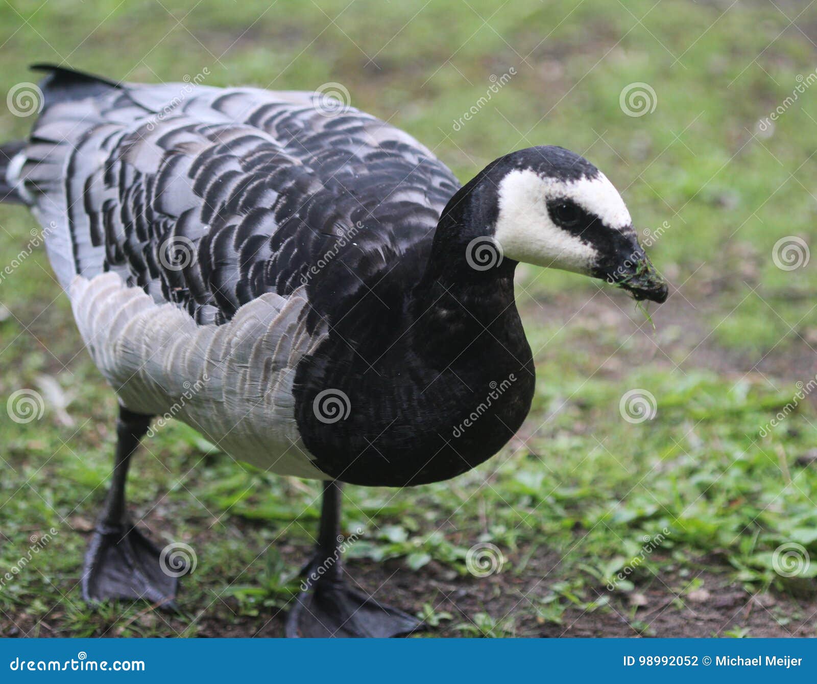 Barnacle goose stock photo. Image of crustacean, bird - 98992052